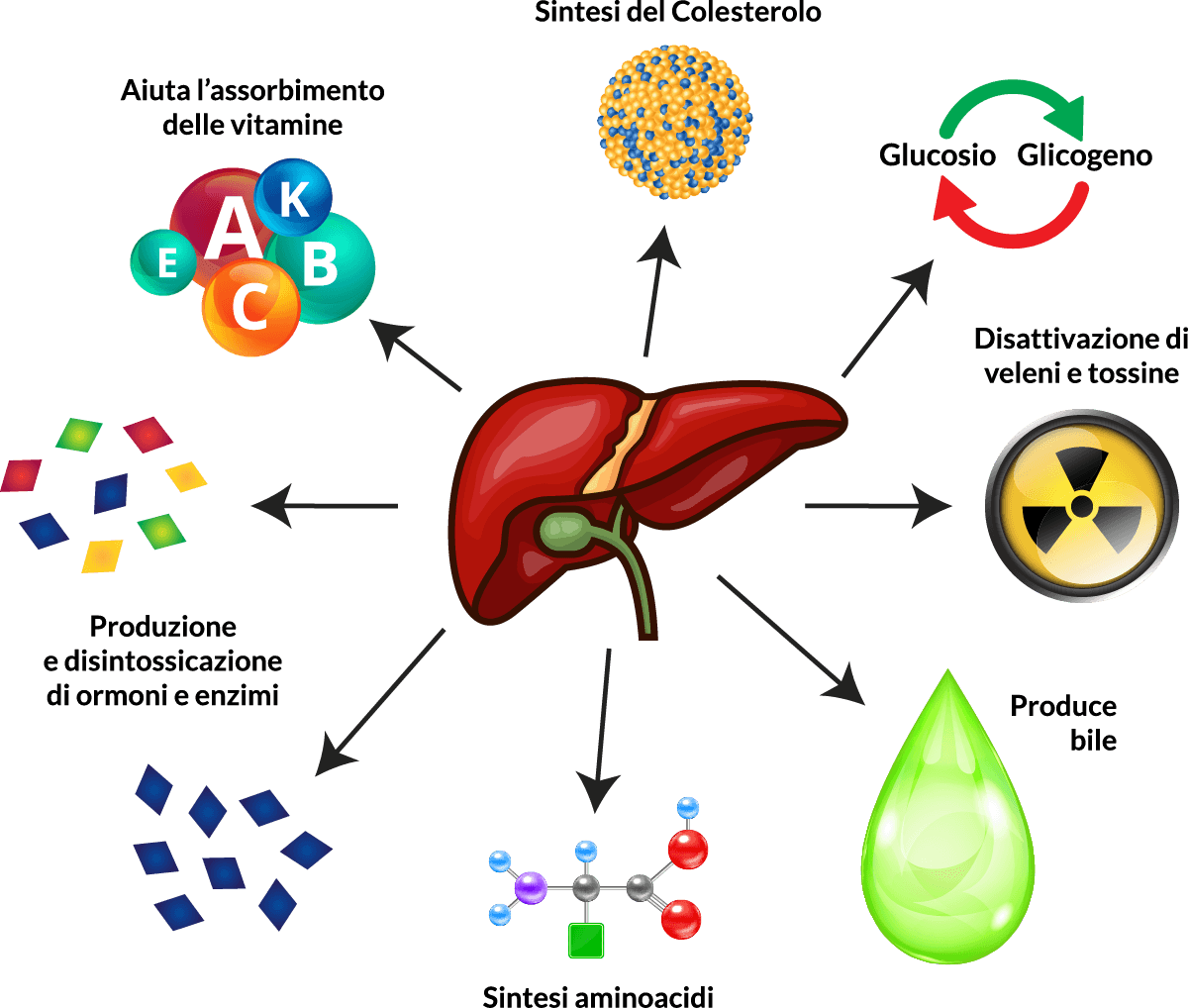 Il Fegato Sano - Il portale per il benessere epatico